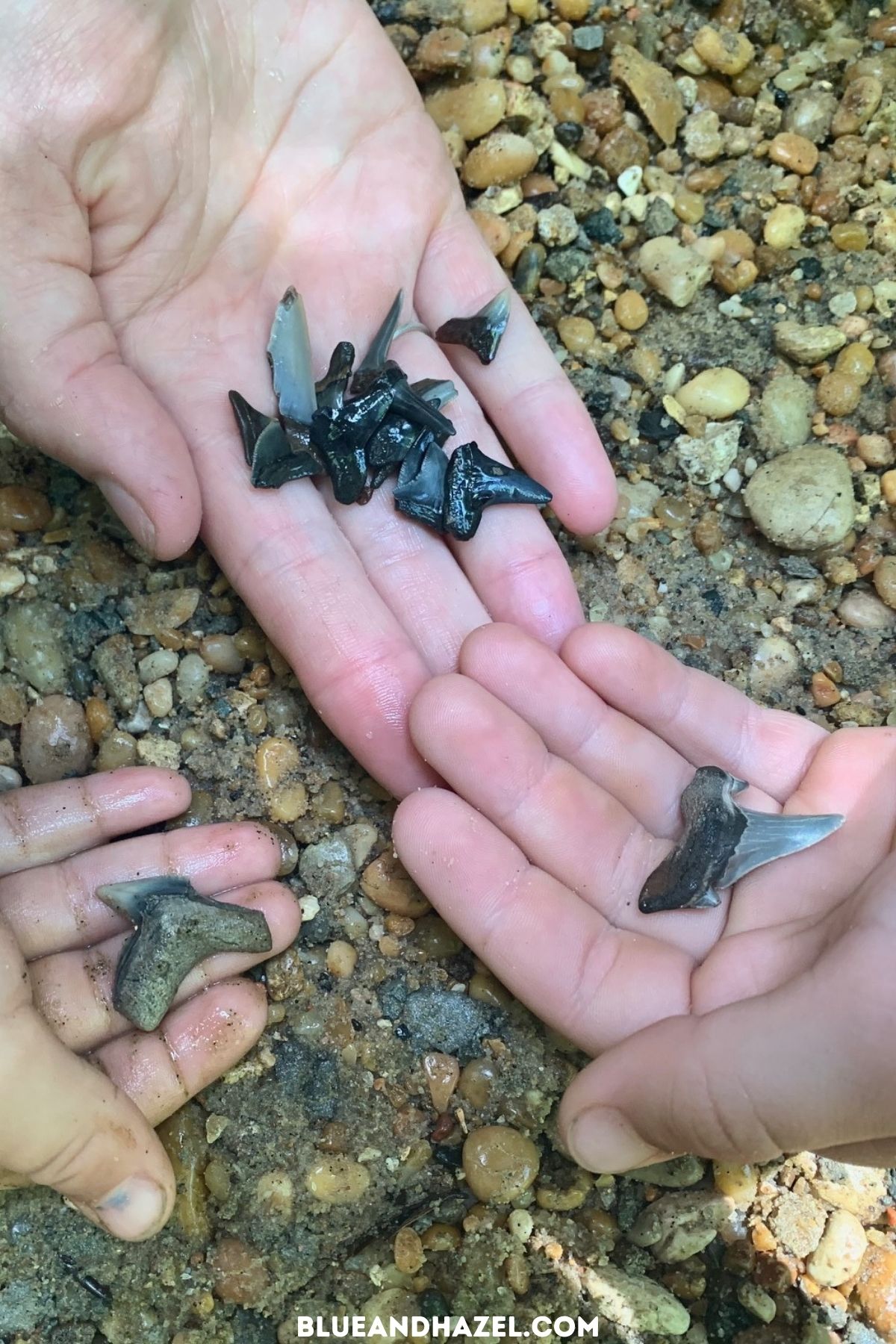 Our Visit To Shark Tooth Creek In Alabama With Kids - Blue and Hazel