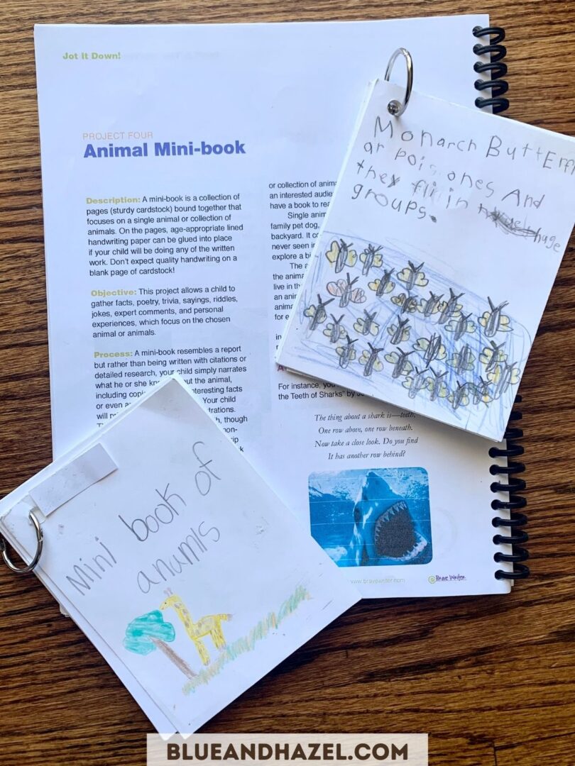 Mid Year Update for 1st And 2nd Grade Homeschool - Blue and Hazel