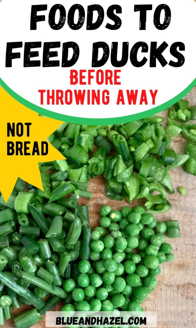 What To Feed Ducks Instead Of Bread - Blue and Hazel